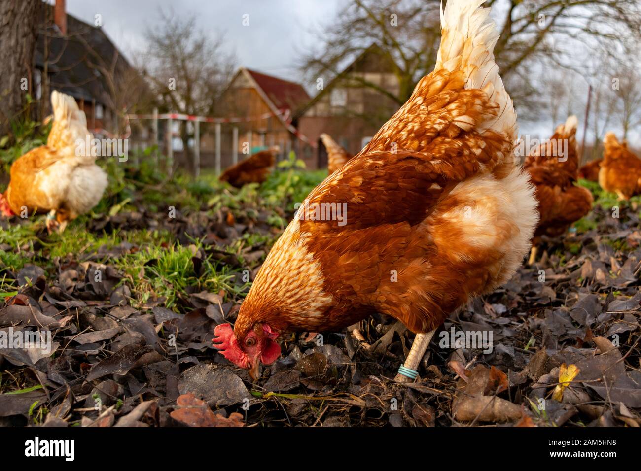Free range organic chickens poultry in a country farm, germany Stock ...