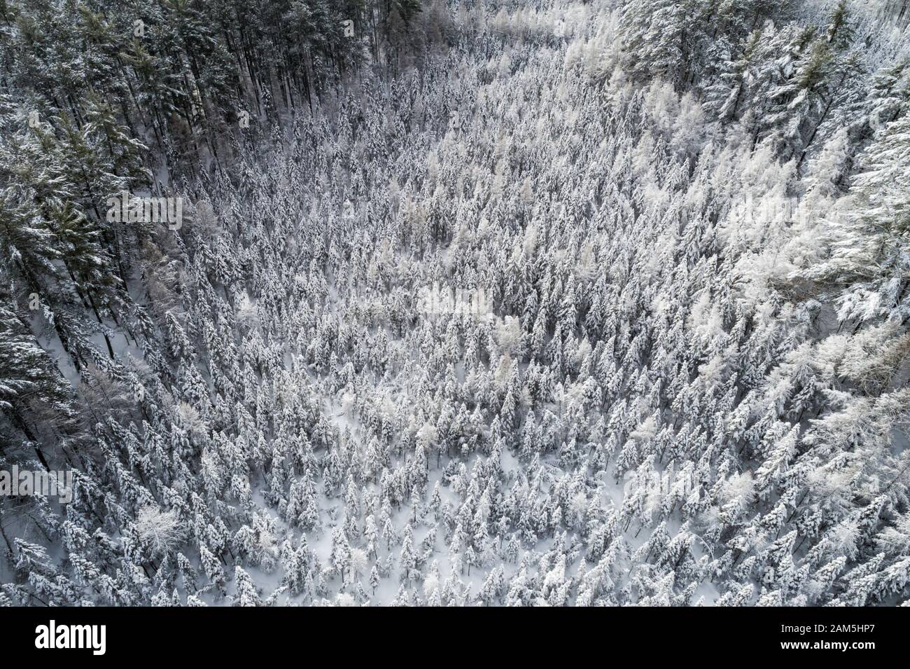 Dense wood hi-res stock photography and images - Alamy