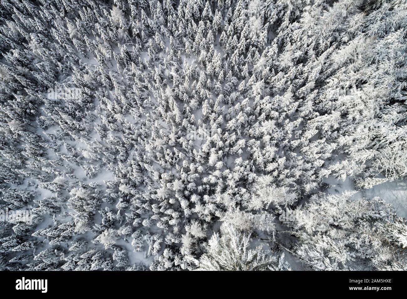 Aerial top down view of wood tree tops covered with snow. Winter ...