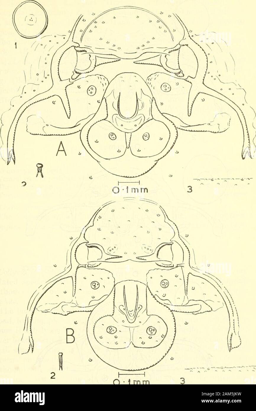 Proceedings of the United States National Museum . 2. Labral sclerite ...
