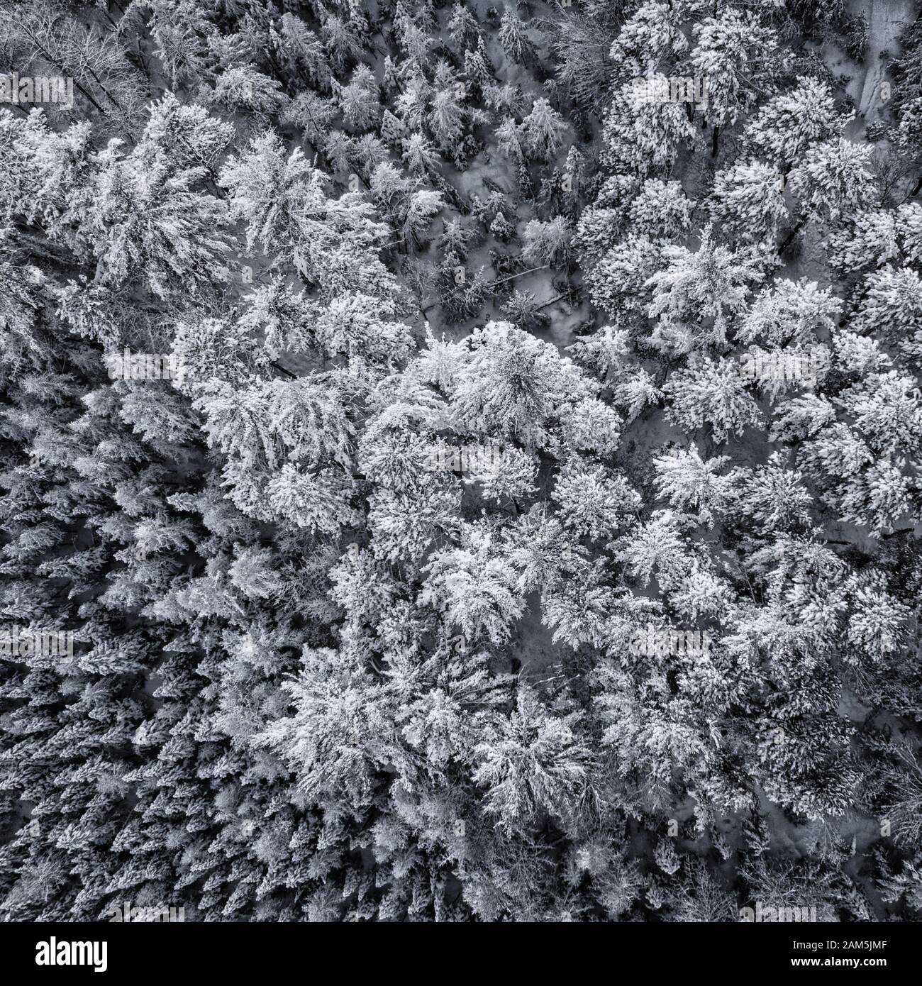 Dense wood hi-res stock photography and images - Alamy