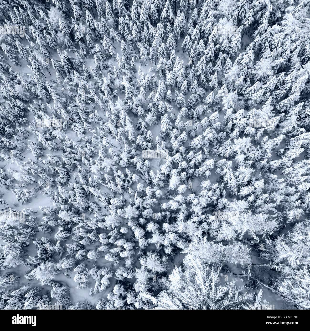 Dense wood hi-res stock photography and images - Alamy