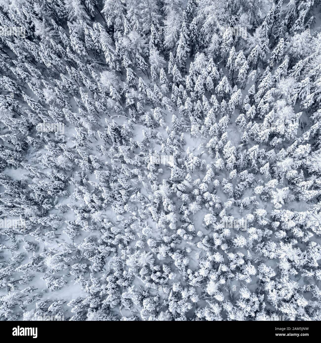 Aerial flight above winter forest hi-res stock photography and images ...