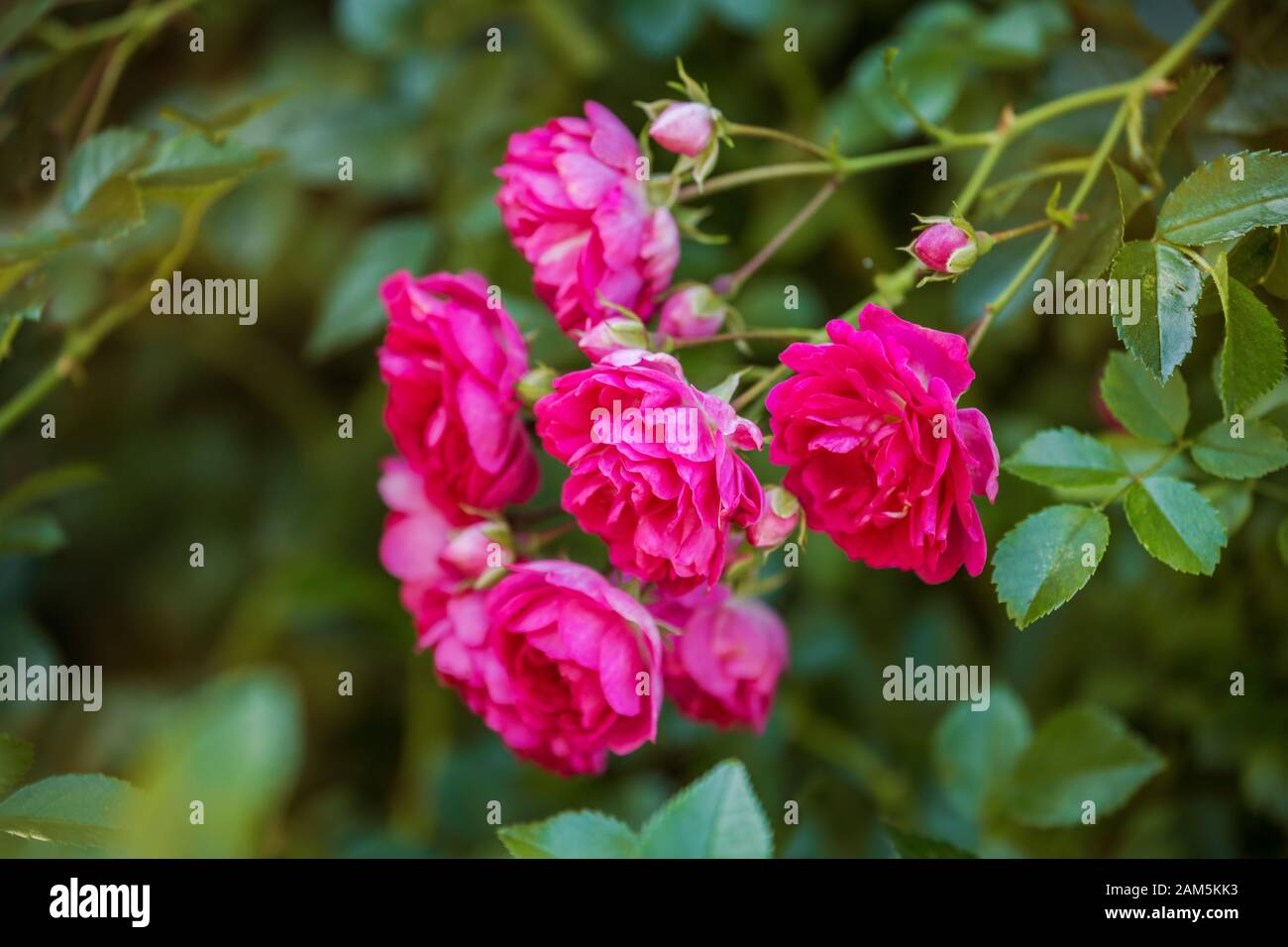 Excelsa rose hi-res stock photography and images - Alamy