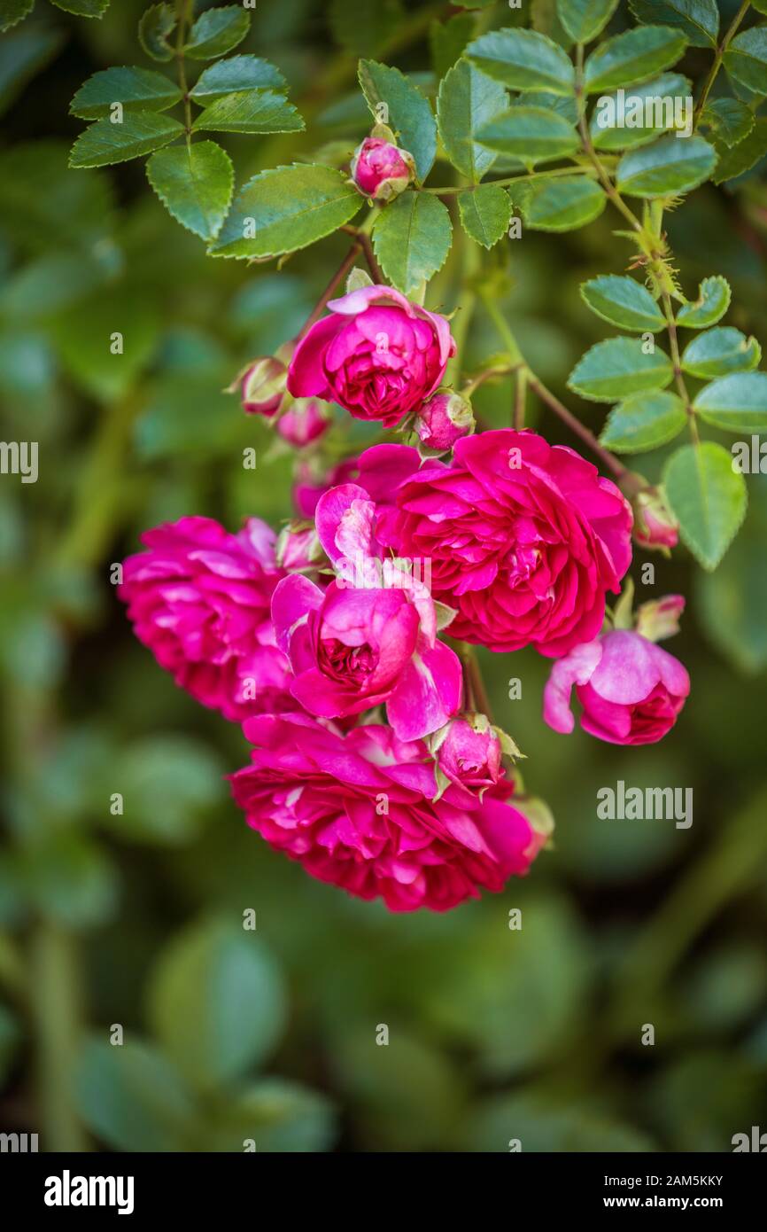 Close-up of branch climbing rose of old Excelsa variety. Small red ...