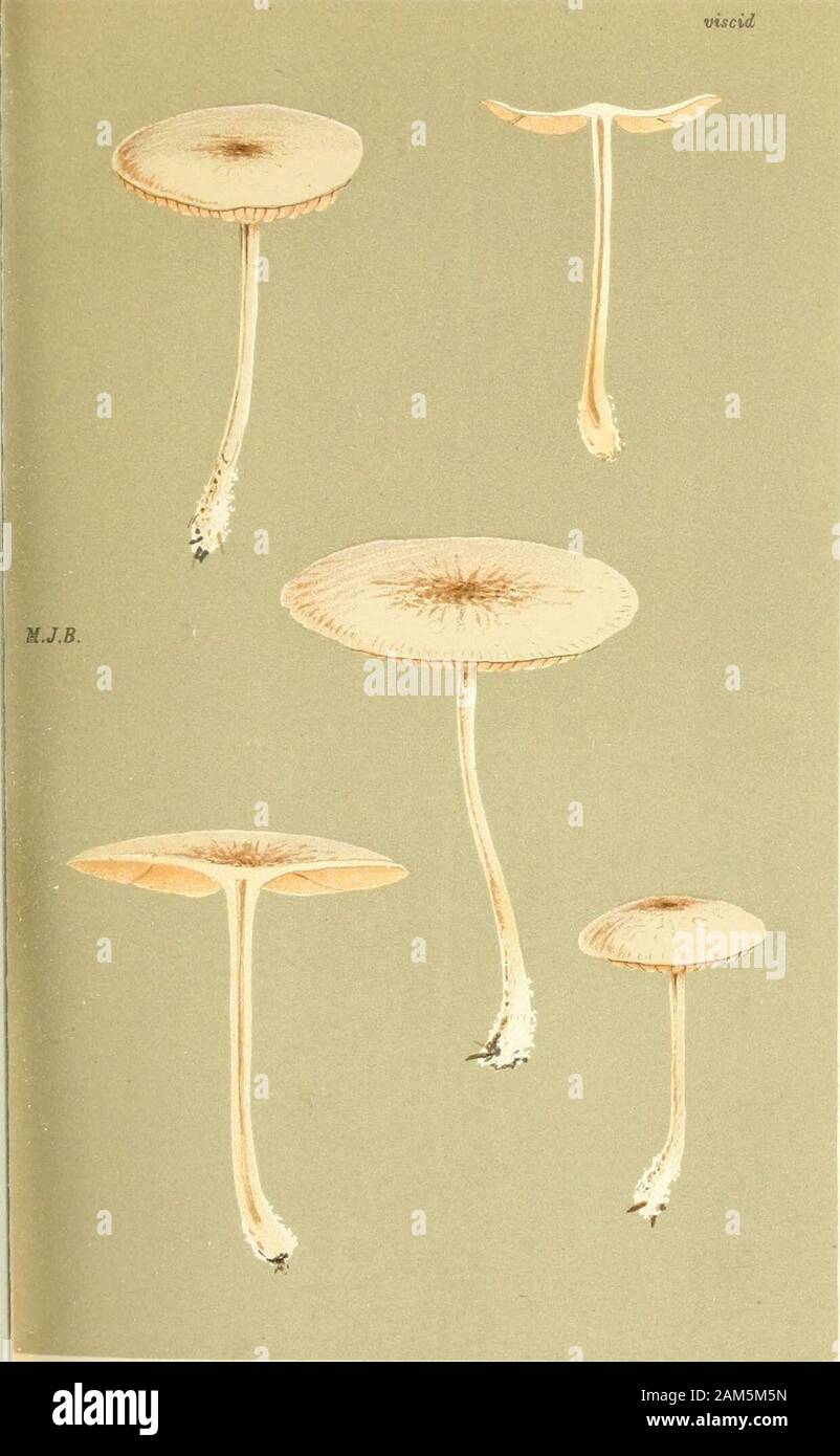 Graminicola hi-res stock photography and images - Alamy