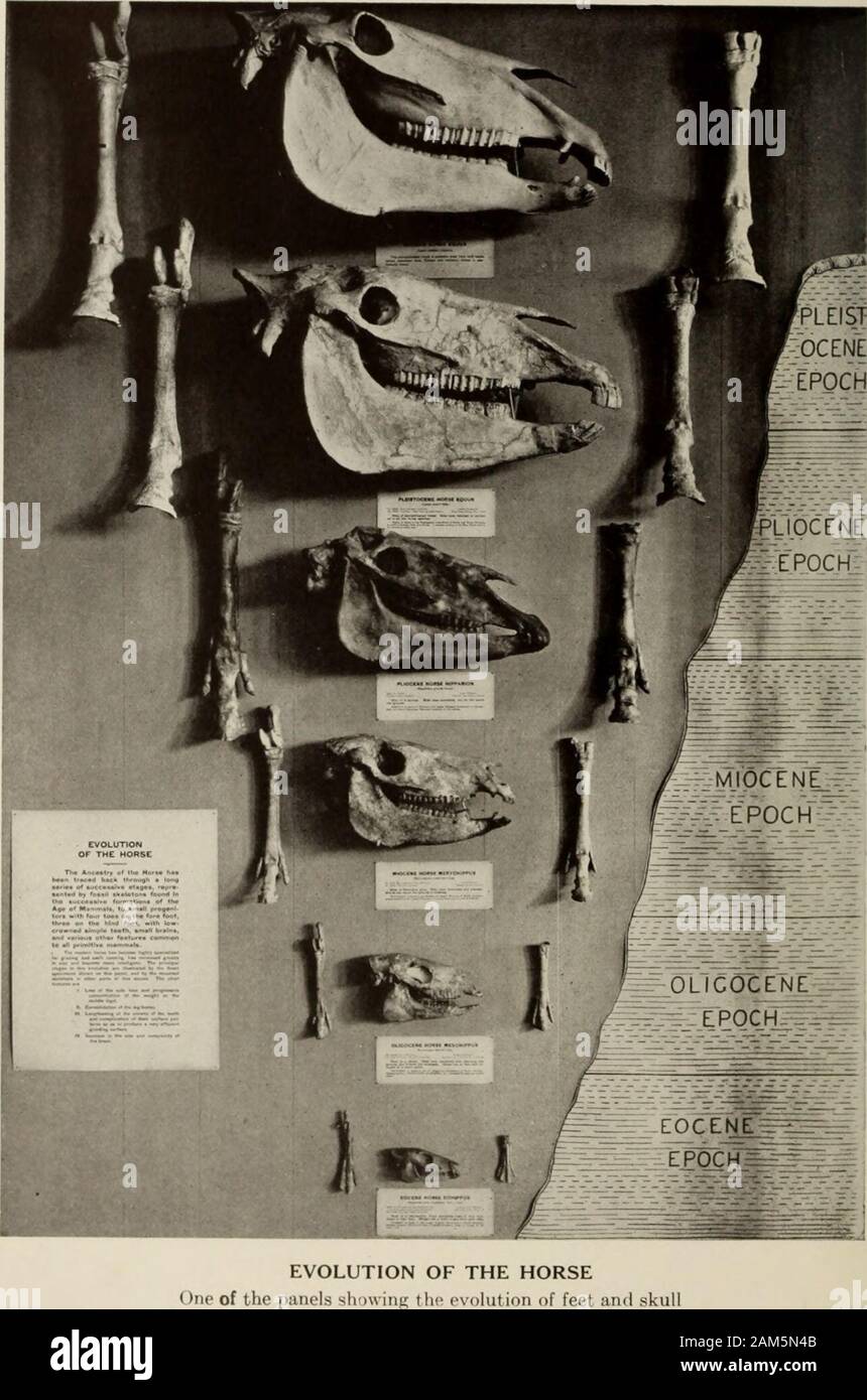 General guide to the exhibition halls of the American Museum of Natural ...