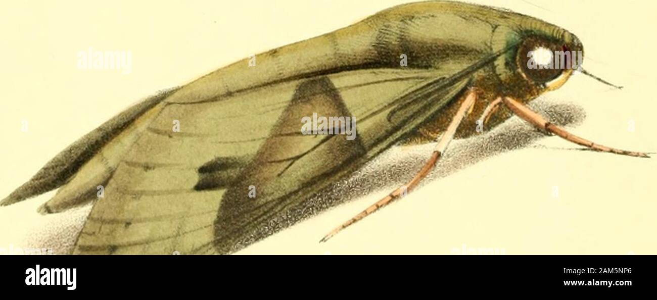 Vine hawk moth hi-res stock photography and images - Alamy