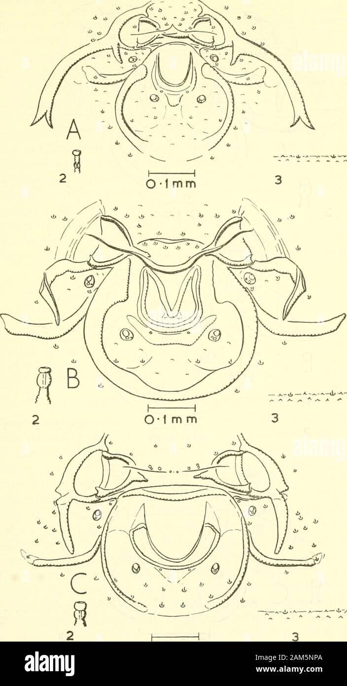 Sclerite hi-res stock photography and images - Alamy