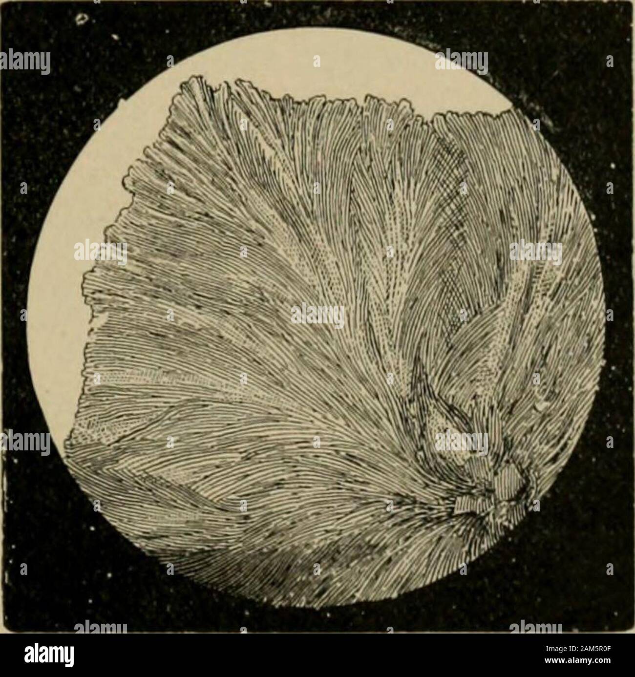 Fat emulsions hi-res stock photography and images - Alamy
