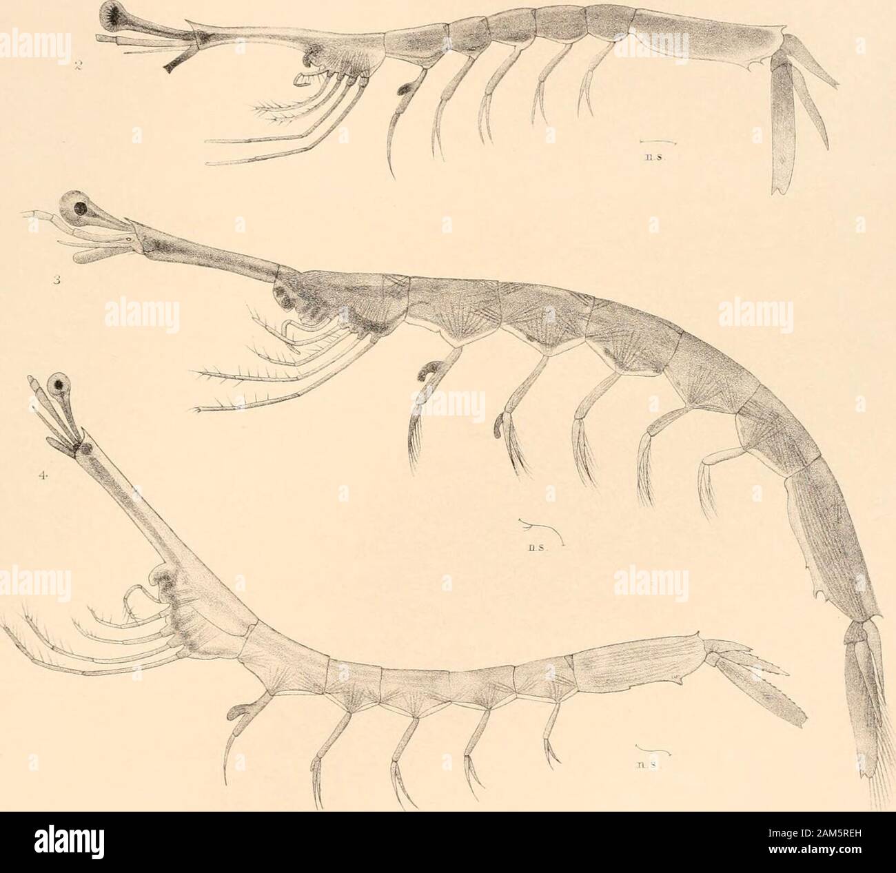 Lucifer typus hi-res stock photography and images - Alamy