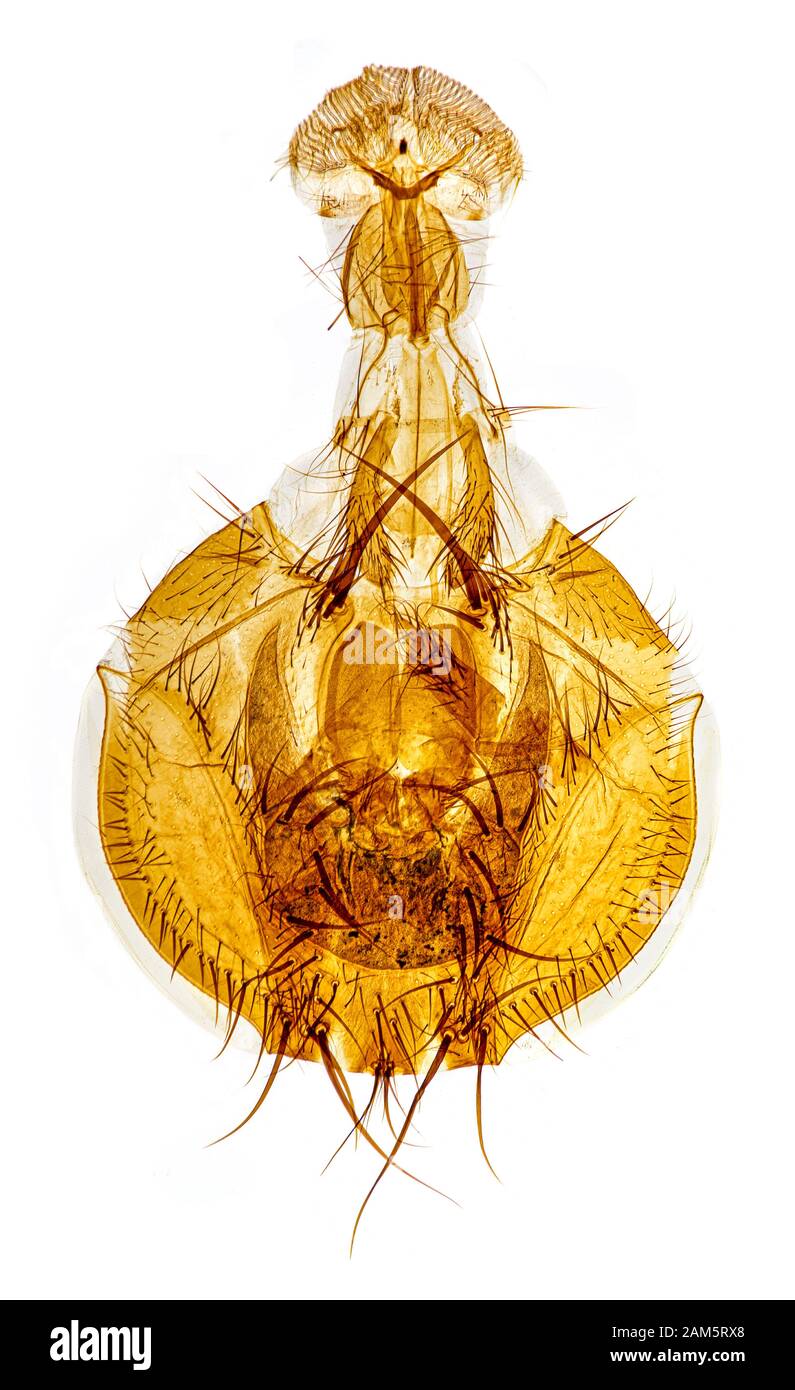 Blowfly head and mouthparts, brigtfield photomicrograph Stock Photo - Alamy