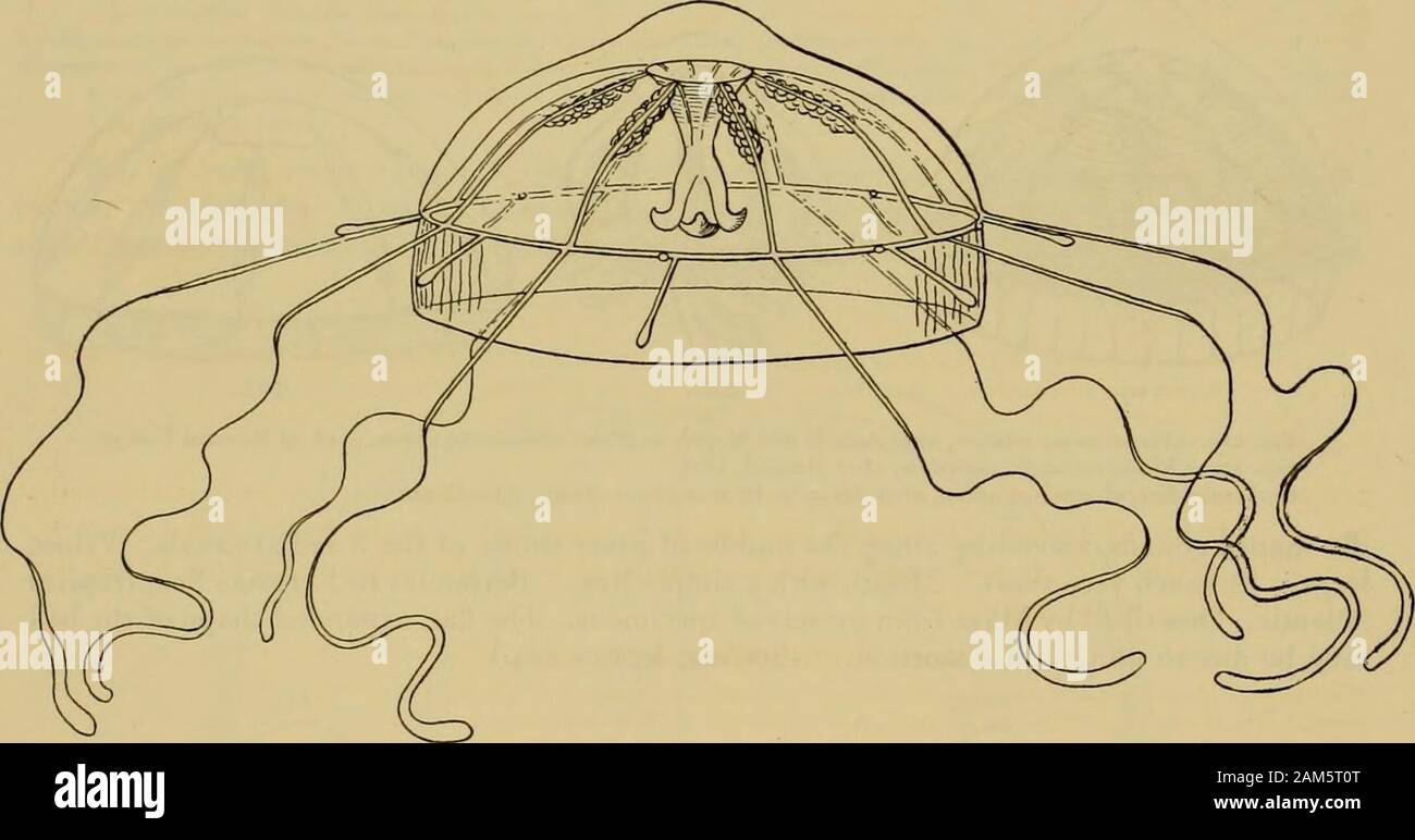 Hemispherical Projection High Resolution Stock Photography and Images ...