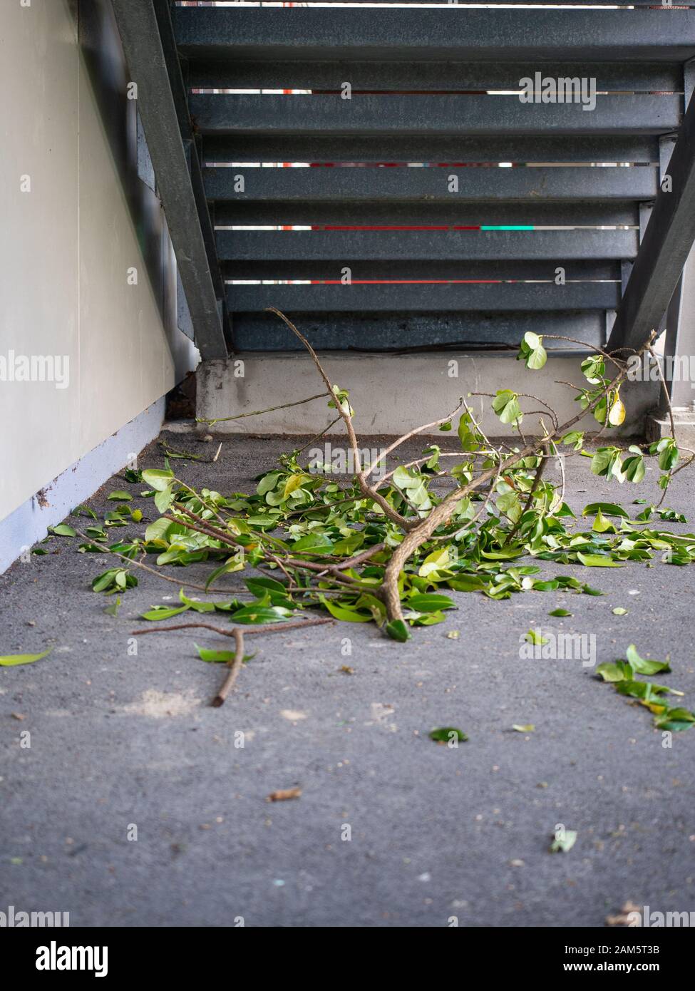 Branch And Leaves Underneath Some Stairs Stock Photo - Alamy