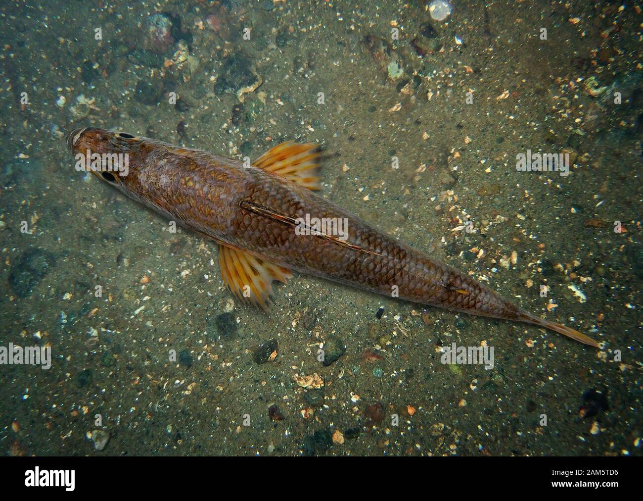 Royal Fish High Resolution Stock Photography and Images - Alamy