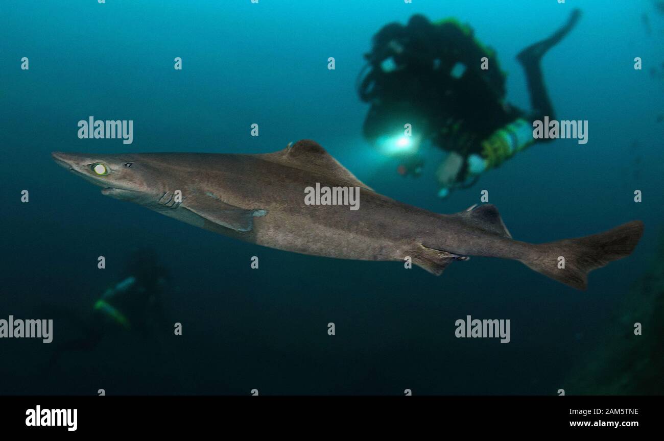 Gulper Shark High Resolution Stock Photography and Images - Alamy