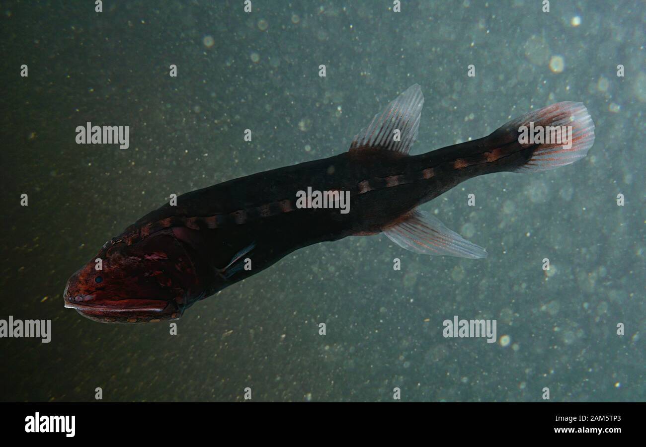 Whalefishes High Resolution Stock Photography and Images - Alamy