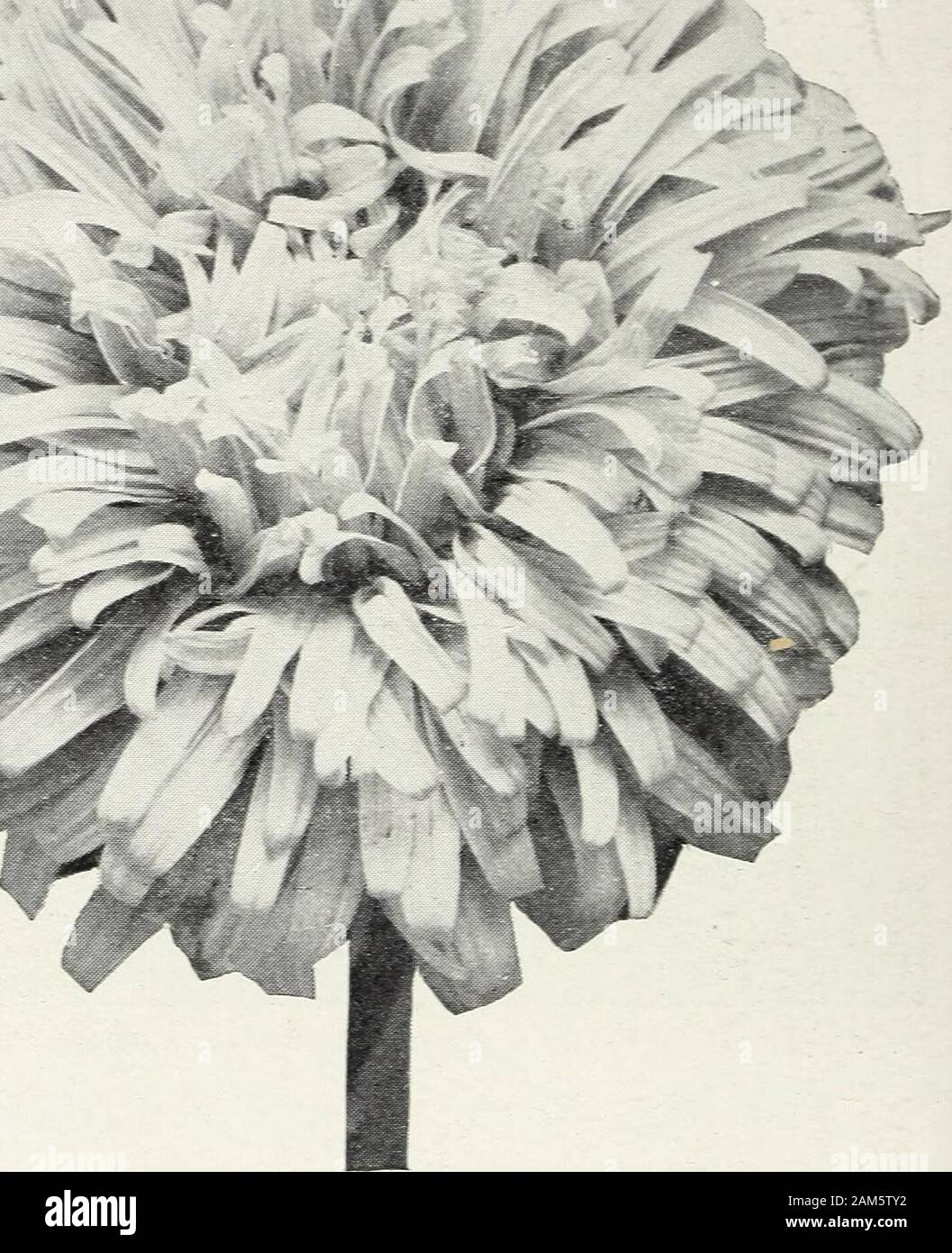 Reflexed shape of the petals hi-res stock photography and images - Alamy