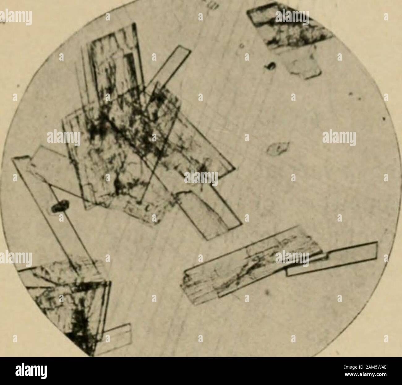 Pkoi hi-res stock photography and images - Alamy