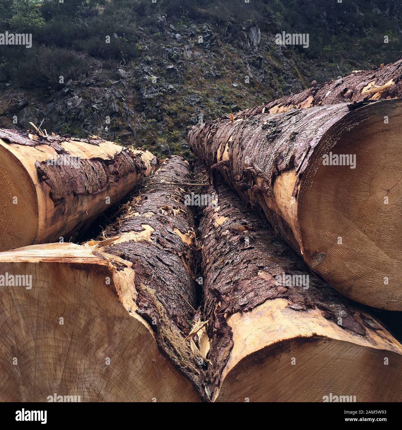 Stack of cut tree hi-res stock photography and images - Alamy