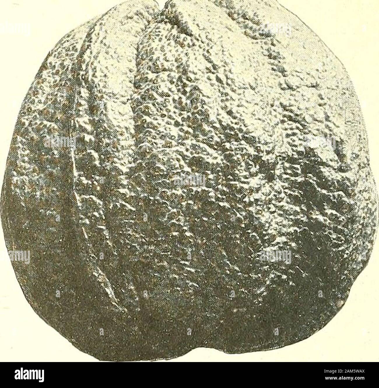 Bulletin of the U.SDepartment of Agriculture . Fig. 1.—Side View, Show ...
