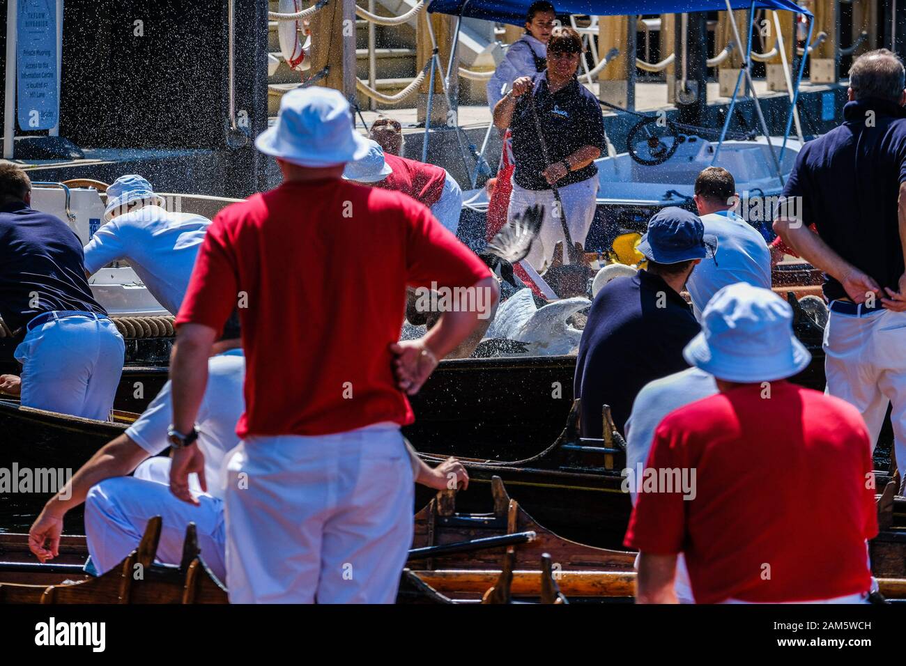 Members of the Royal Swan Upping team circle and capture swans during ...