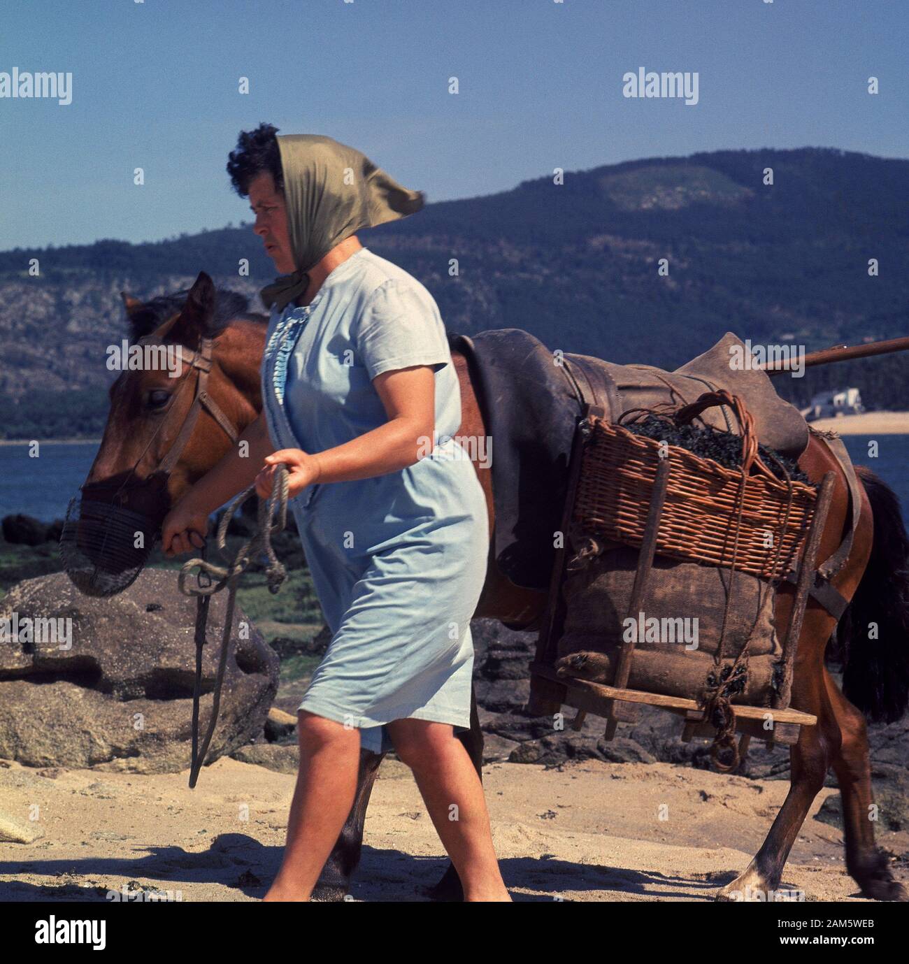 TRANSPORTE DE ALGAS EN BURRO. Location: EXTERIOR. LA GUARDIA ...