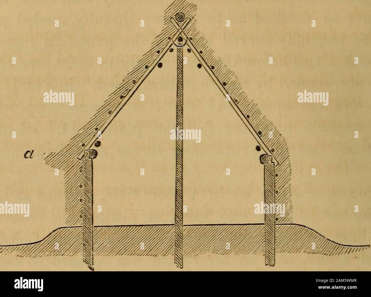 Fijian fern hi-res stock photography and images - Alamy