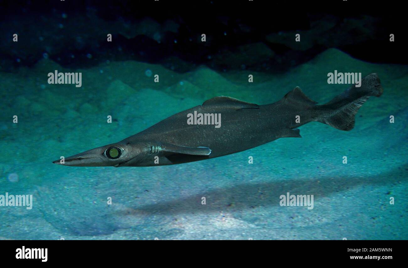 Gulper Shark High Resolution Stock Photography and Images - Alamy