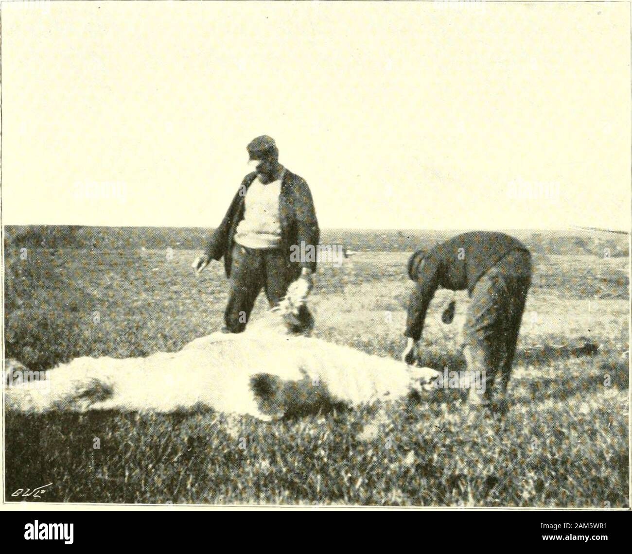 Disembowelling hi-res stock photography and images - Alamy