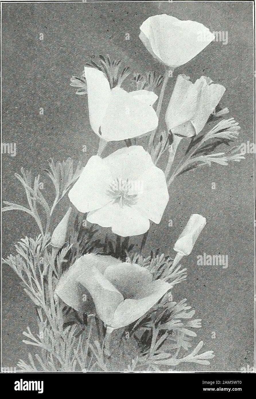 Frilled poppy hi-res stock photography and images - Alamy