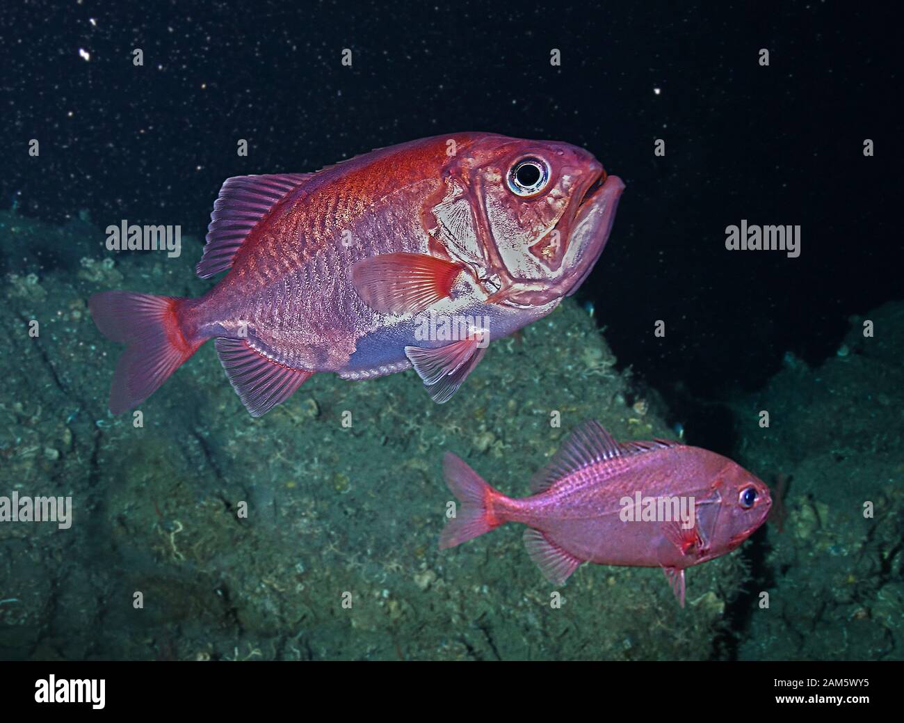 Slimehead Family High Resolution Stock Photography and Images - Alamy