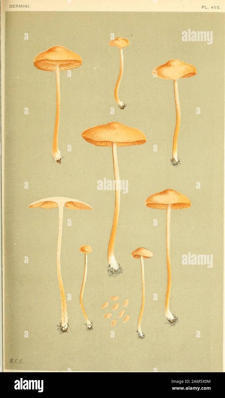 Naucoria hi-res stock photography and images - Alamy