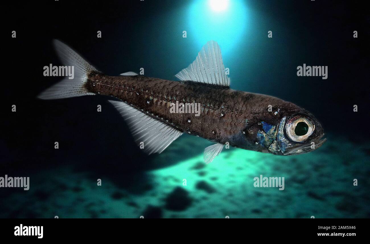Myctophiformes High Resolution Stock Photography and Images - Alamy