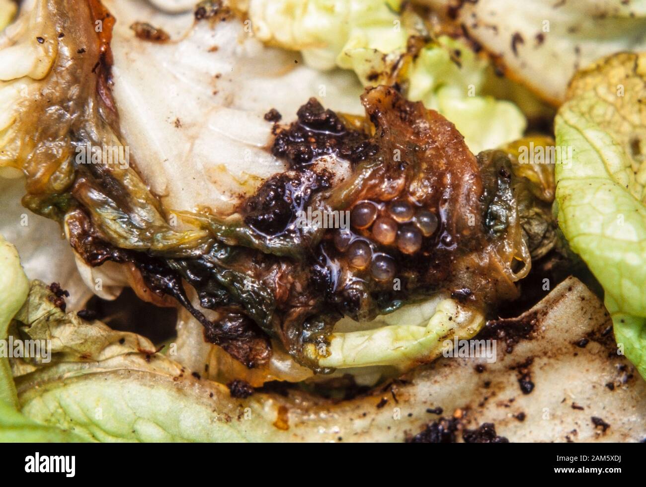 Slug cabbage hi-res stock photography and images - Alamy
