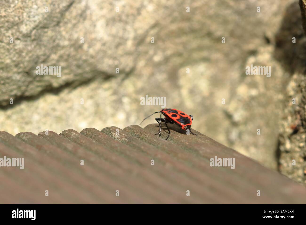Red bug with black dots (firebug) on a wooden and sandstone background ...