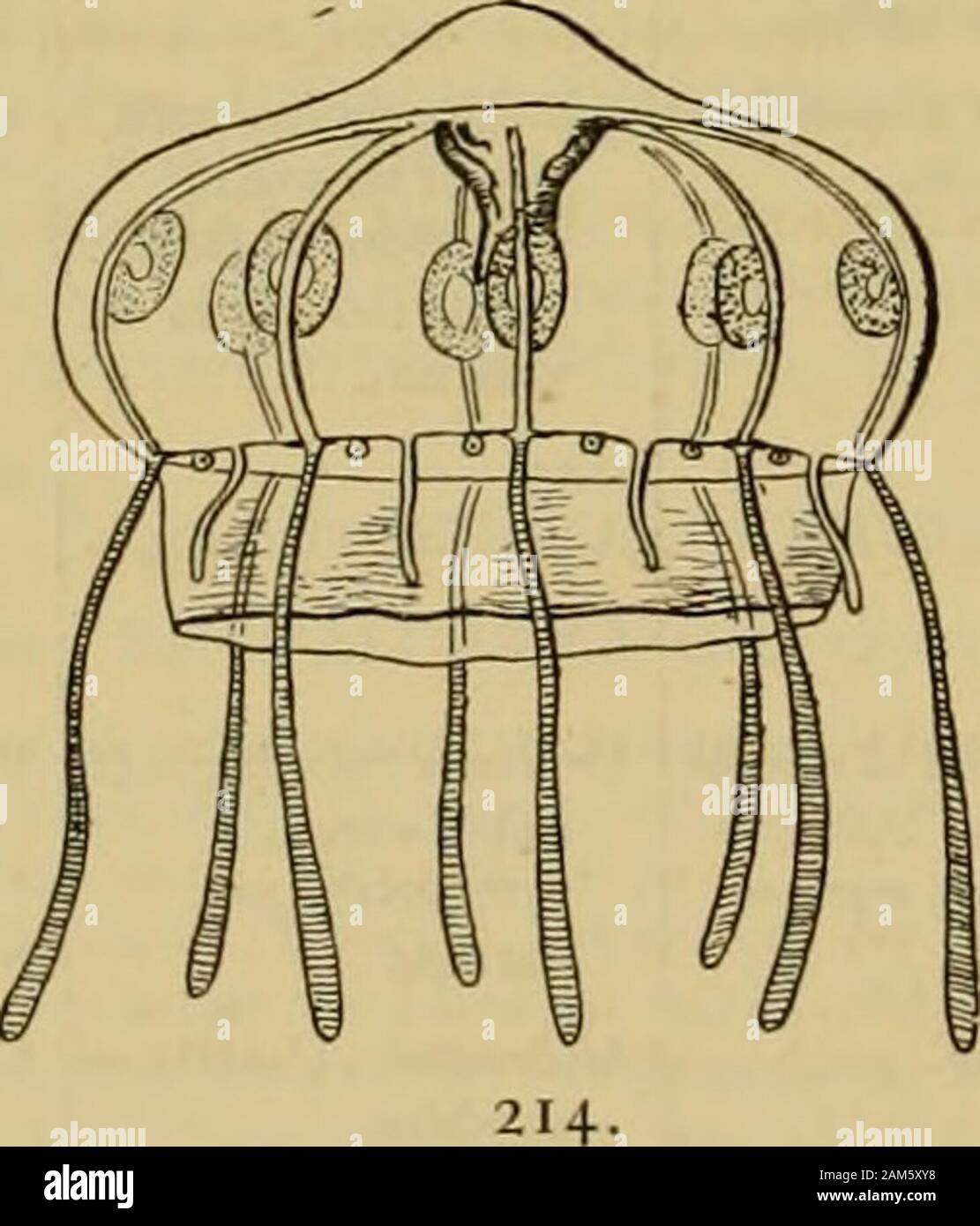 Medusae of the world Stock Photo - Alamy