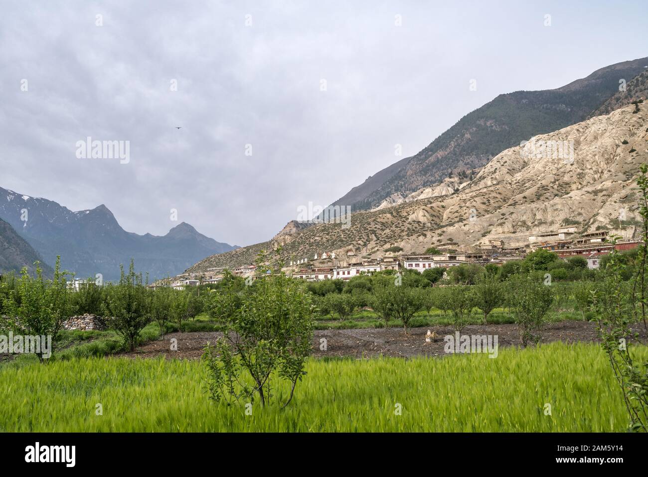 Apple gardens in Marpha village, Mustang district, Nepal Stock Photo ...