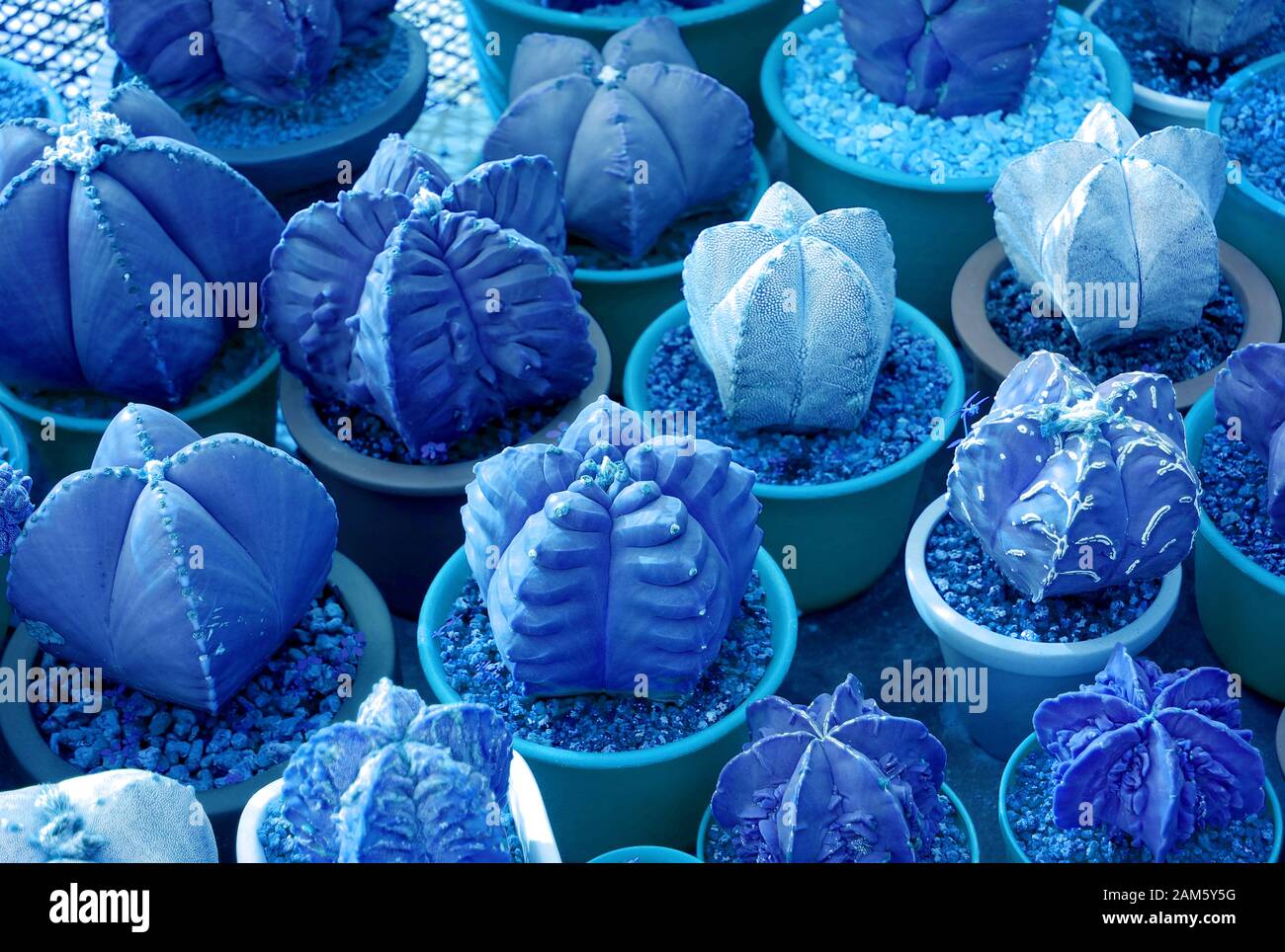 Surreal pop art style of potted mini succulent plants in vibrant blue ...