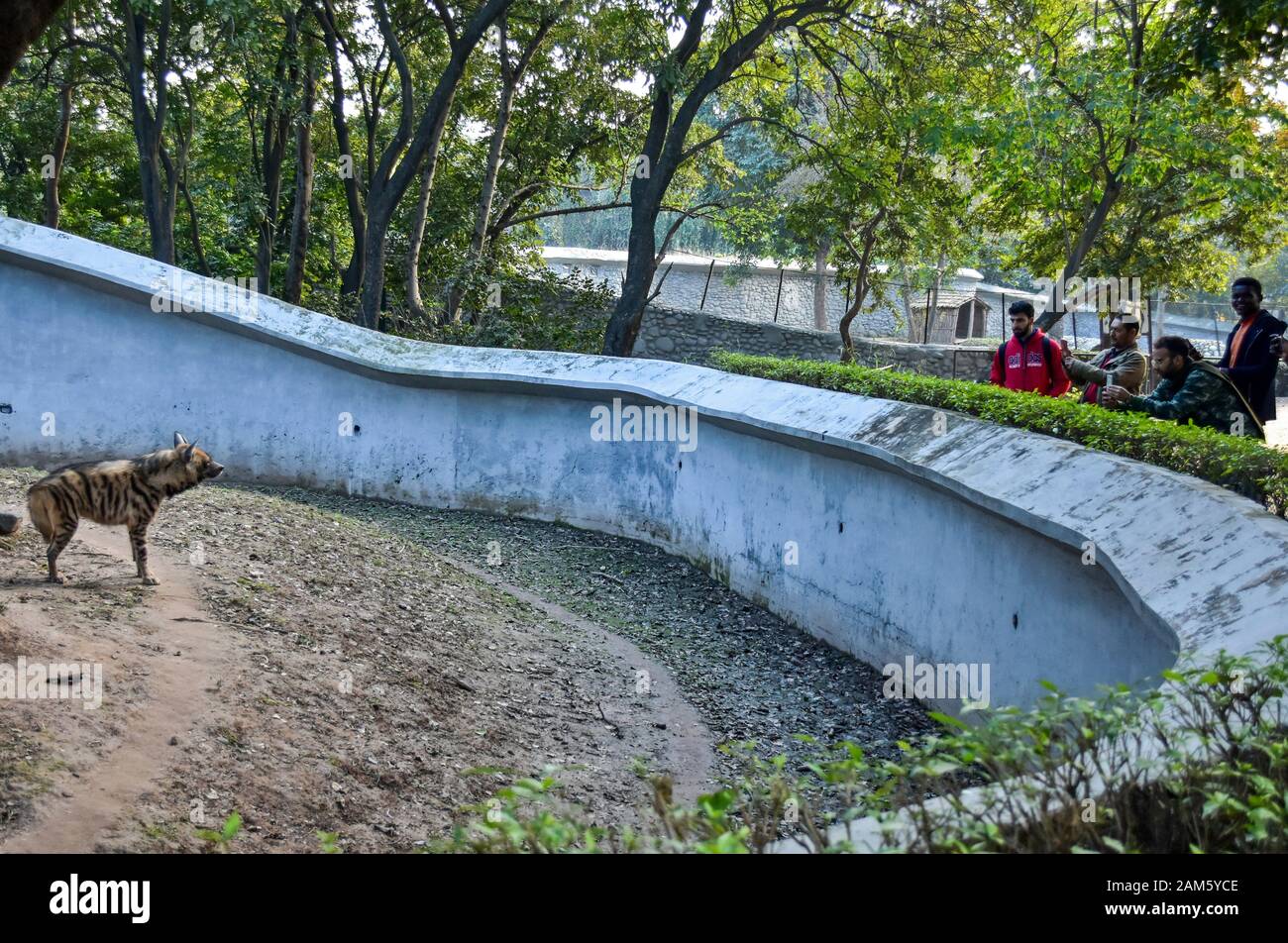 Zirakpur, India. 11th Jan, 2020. Visitors watch a hyena at Chhatbir Zoo ...