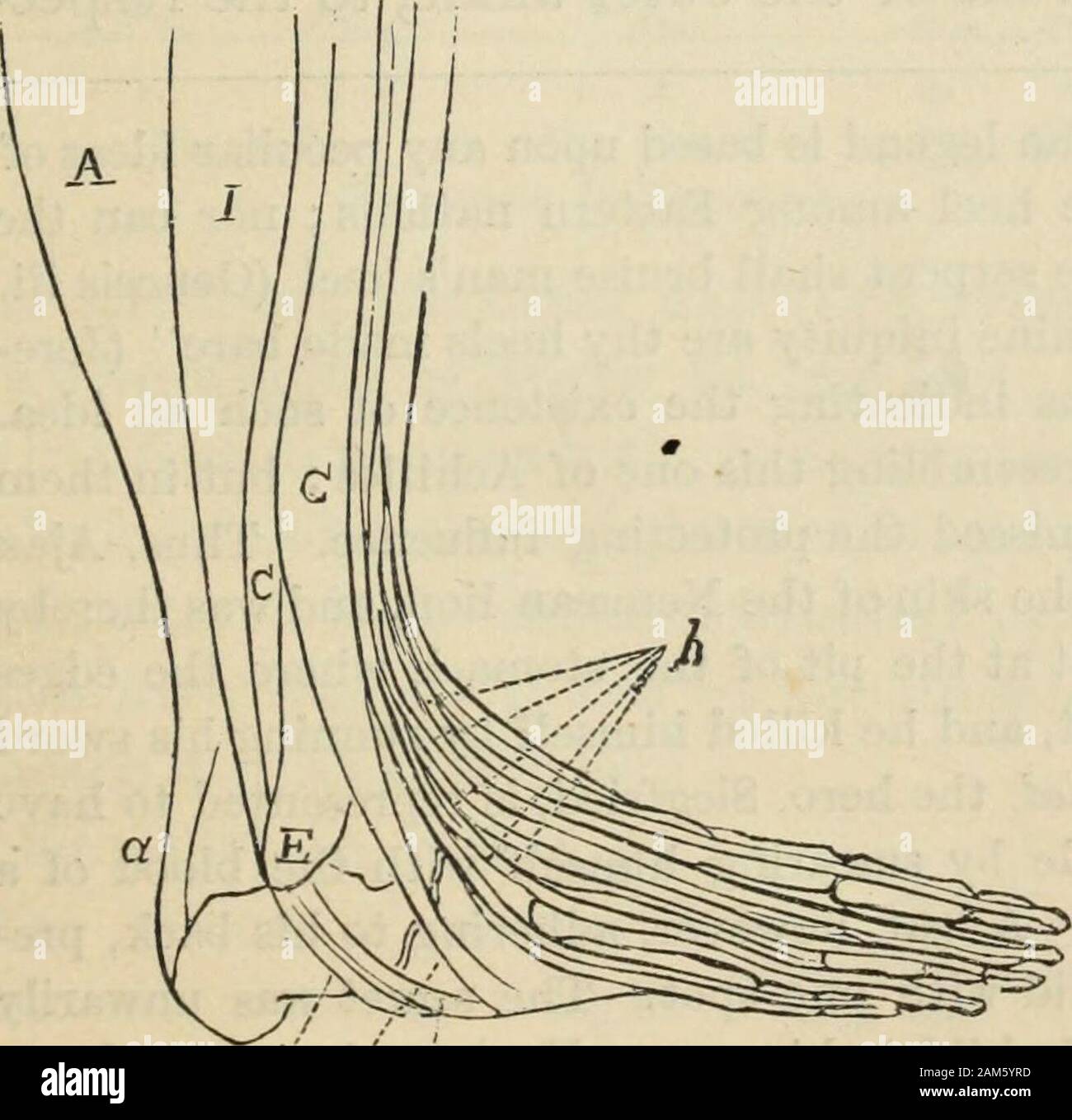Largest muscle in the body hi-res stock photography and images - Alamy