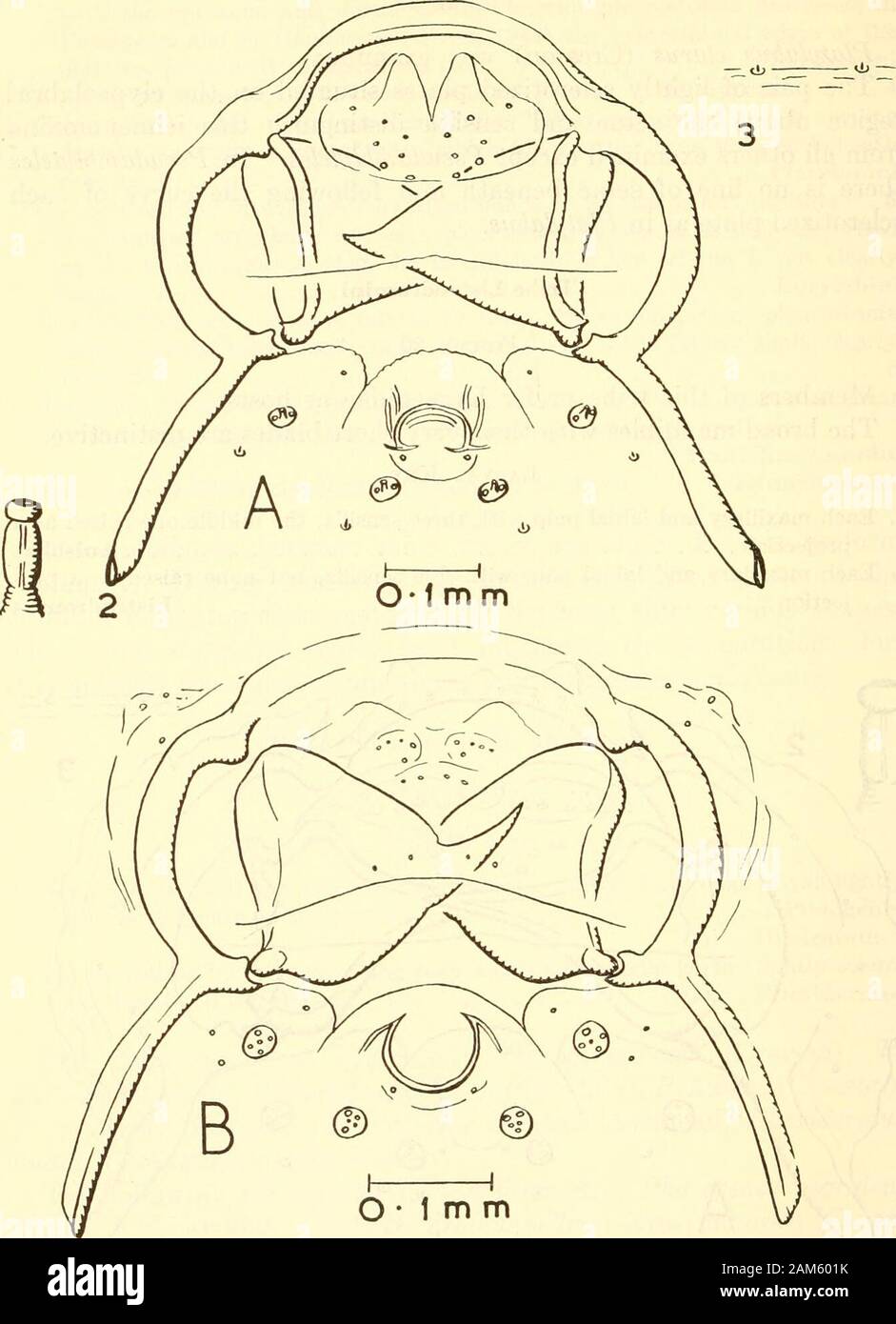 Platylabus clarus hi-res stock photography and images - Alamy