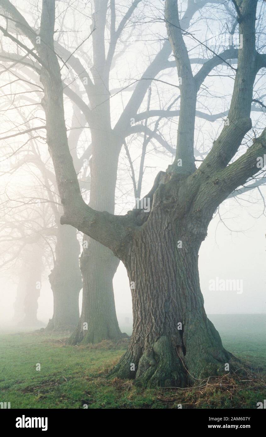 Misty tree landscape Stock Photo - Alamy