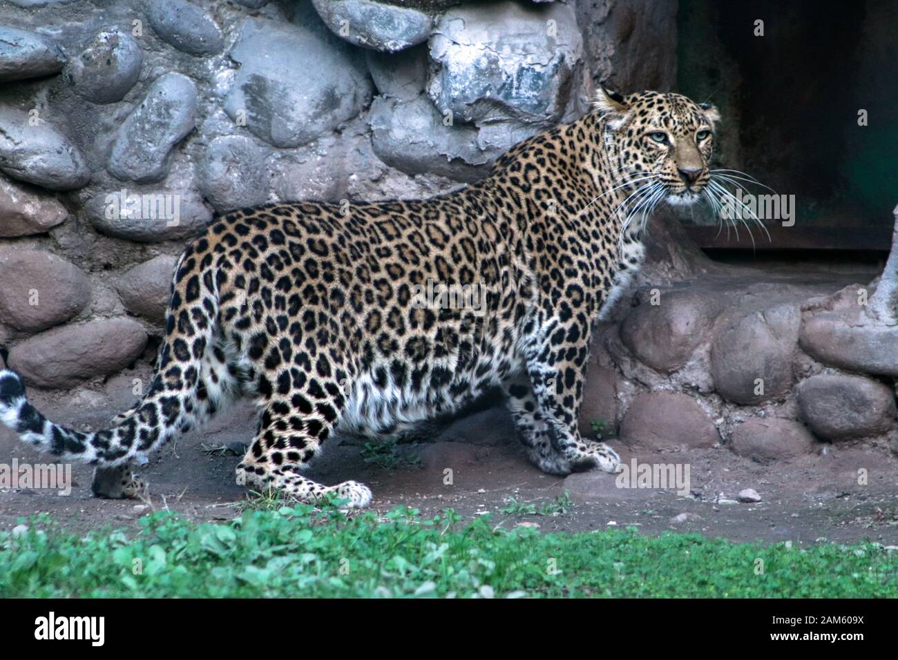 January 11, 2020, Zirakpur, India: A leopard at Chhatbir Zoo, a ...