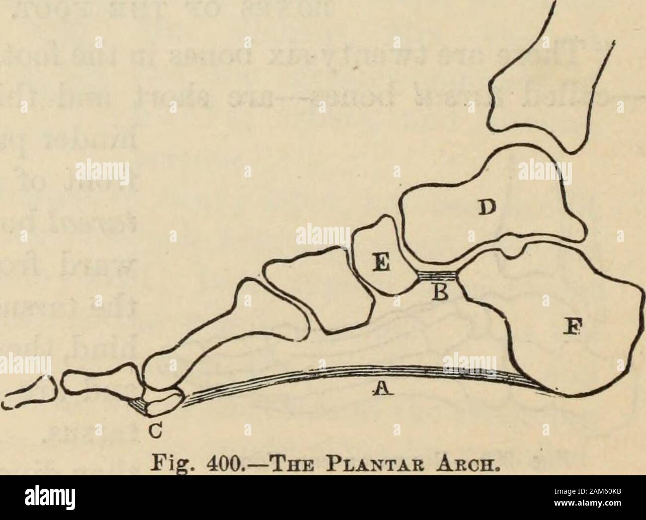 Instep middle hi-res stock photography and images - Alamy