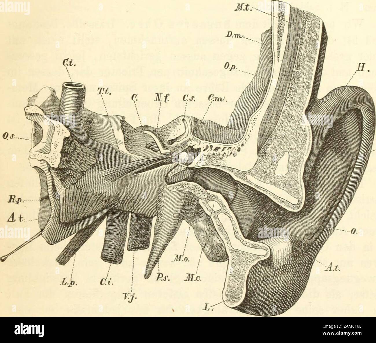 Anatomie ohr hi-res stock photography and images - Alamy
