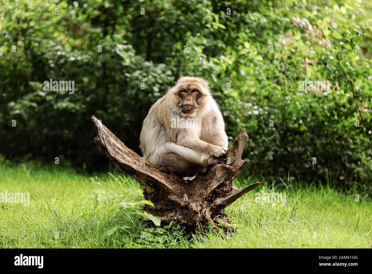 portrait of adult macaque in tropical nature park. Cheeky monkey in the ...