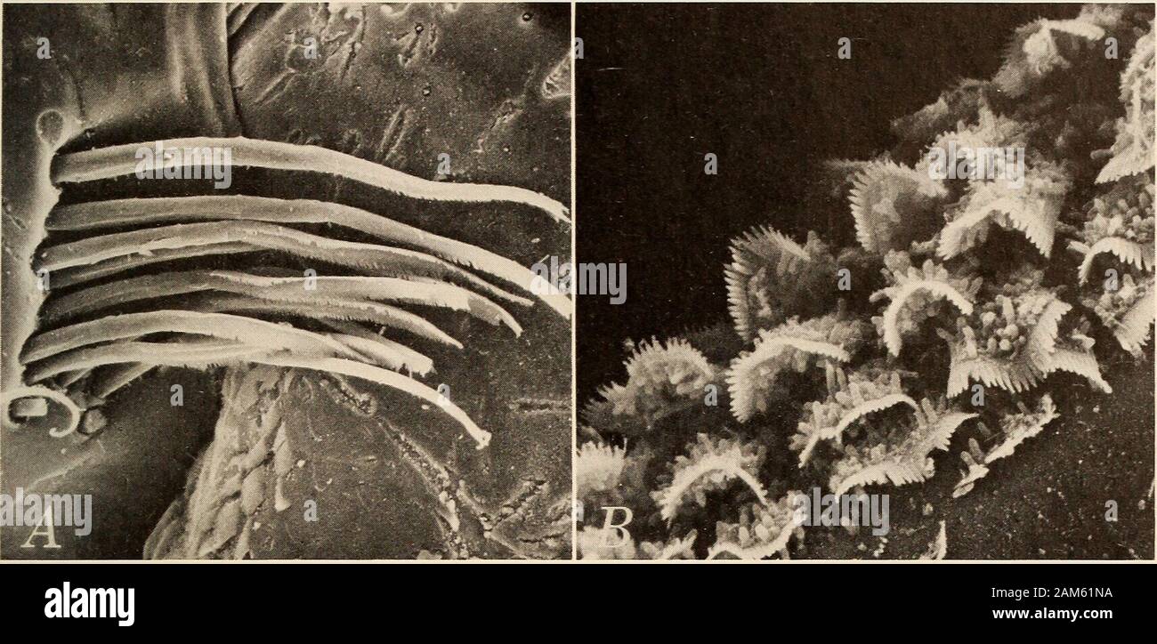 Annals of the South African Museum = Annale van die Suid-Afrikaanse ...