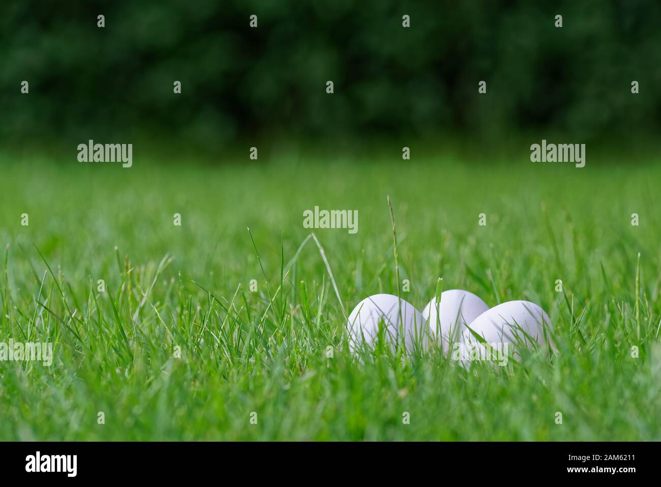 Three white easter eggs in grass of a green lawn against dark green ...