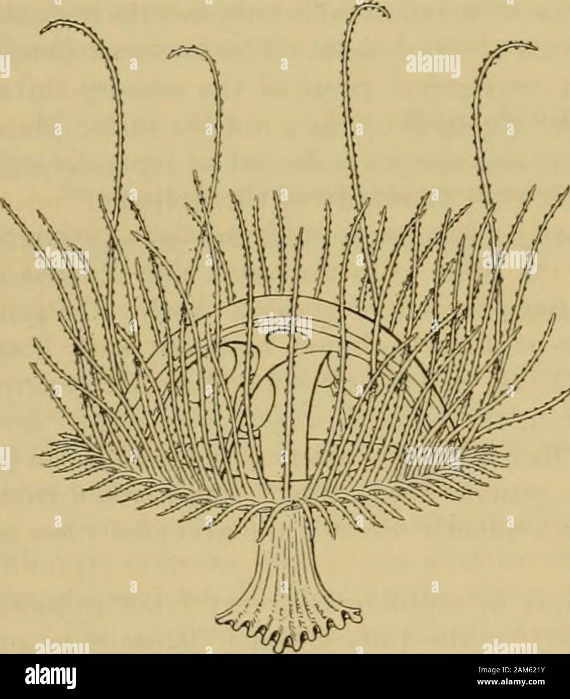 Medusae of the world . d. Entoderm of manubrium, gonads, and bell ...